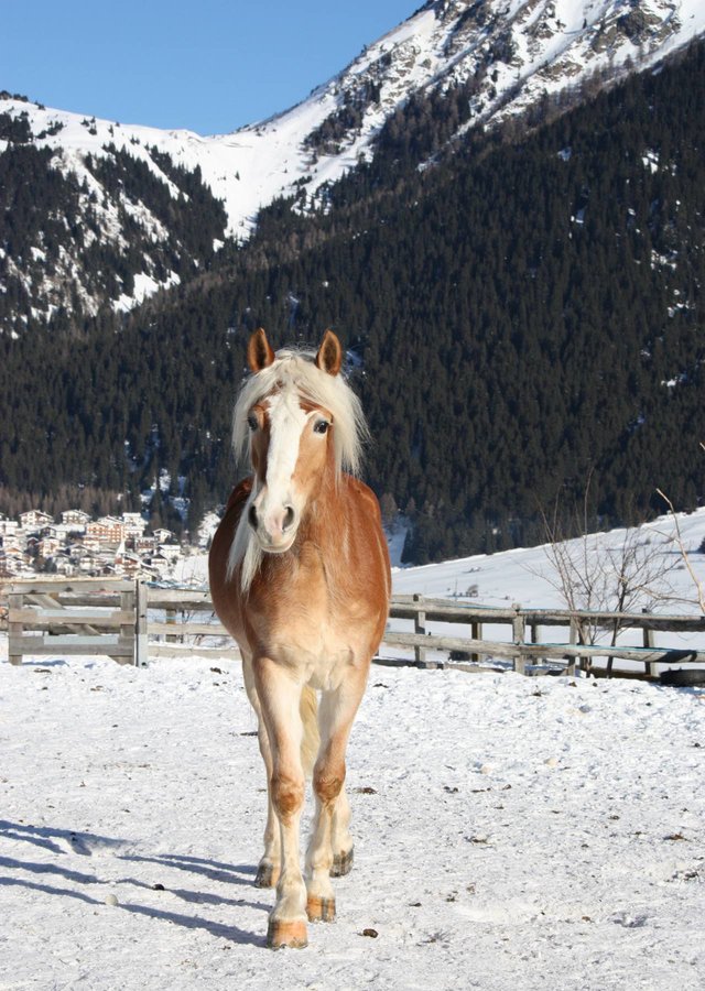Südtiroler Haflinger kaufen ☛ Haflingerzucht Waldner | Haflingerzucht Meran